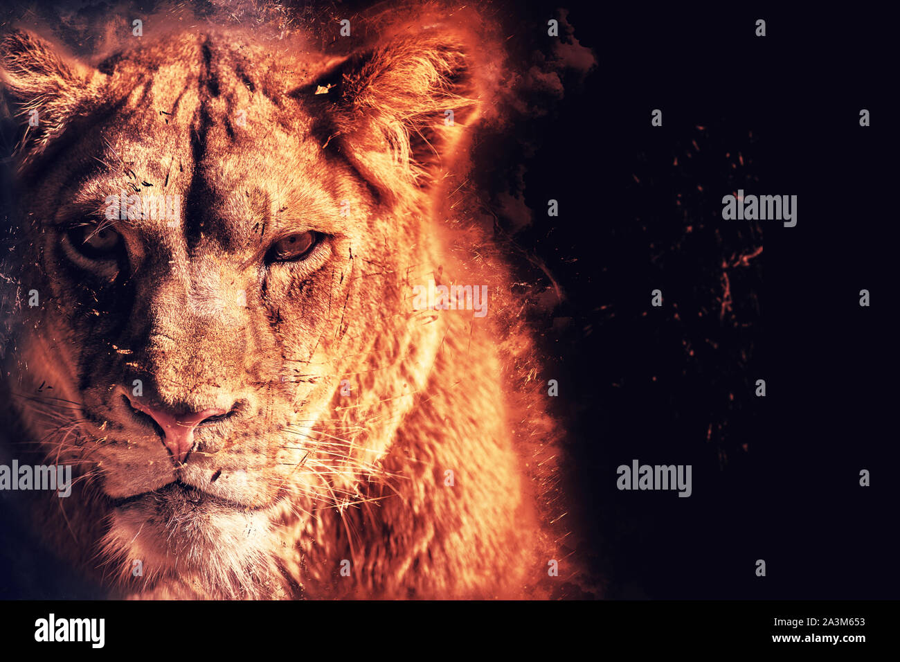 Look of power strength and energy hi-res stock photography and images ...