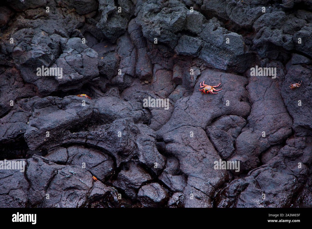 RED ROCK CRAB, Zayapa, Grapsus grapsus, Ecuador. Parque Nacional de las ...