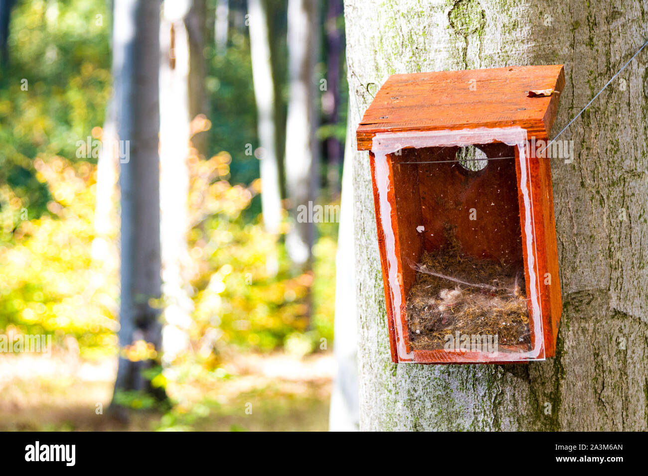 Transparent forest hi-res stock photography and images - Alamy