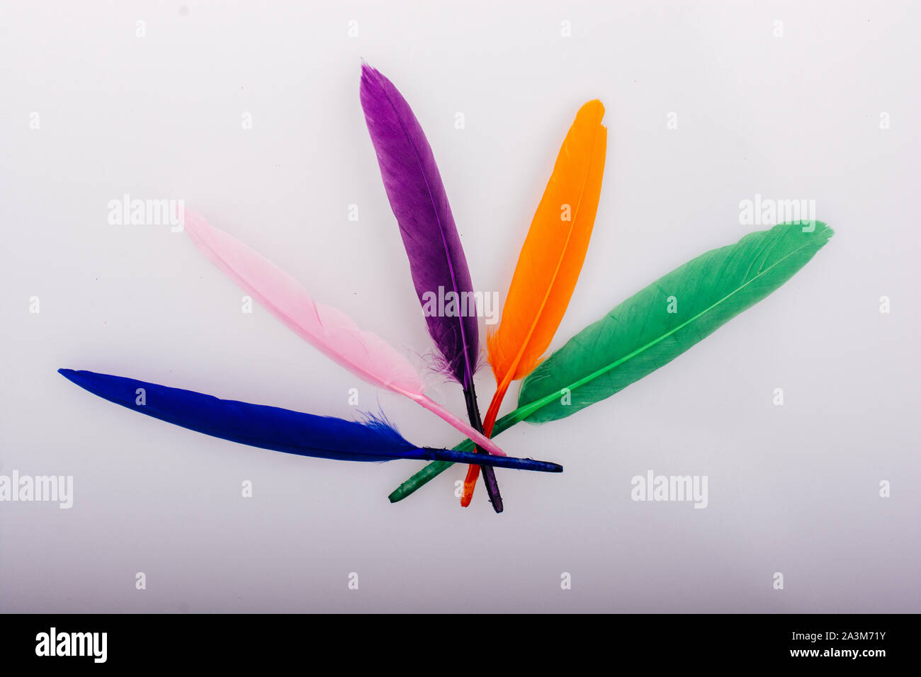 Studio shot photo of colored bird feathers as texture background Stock ...