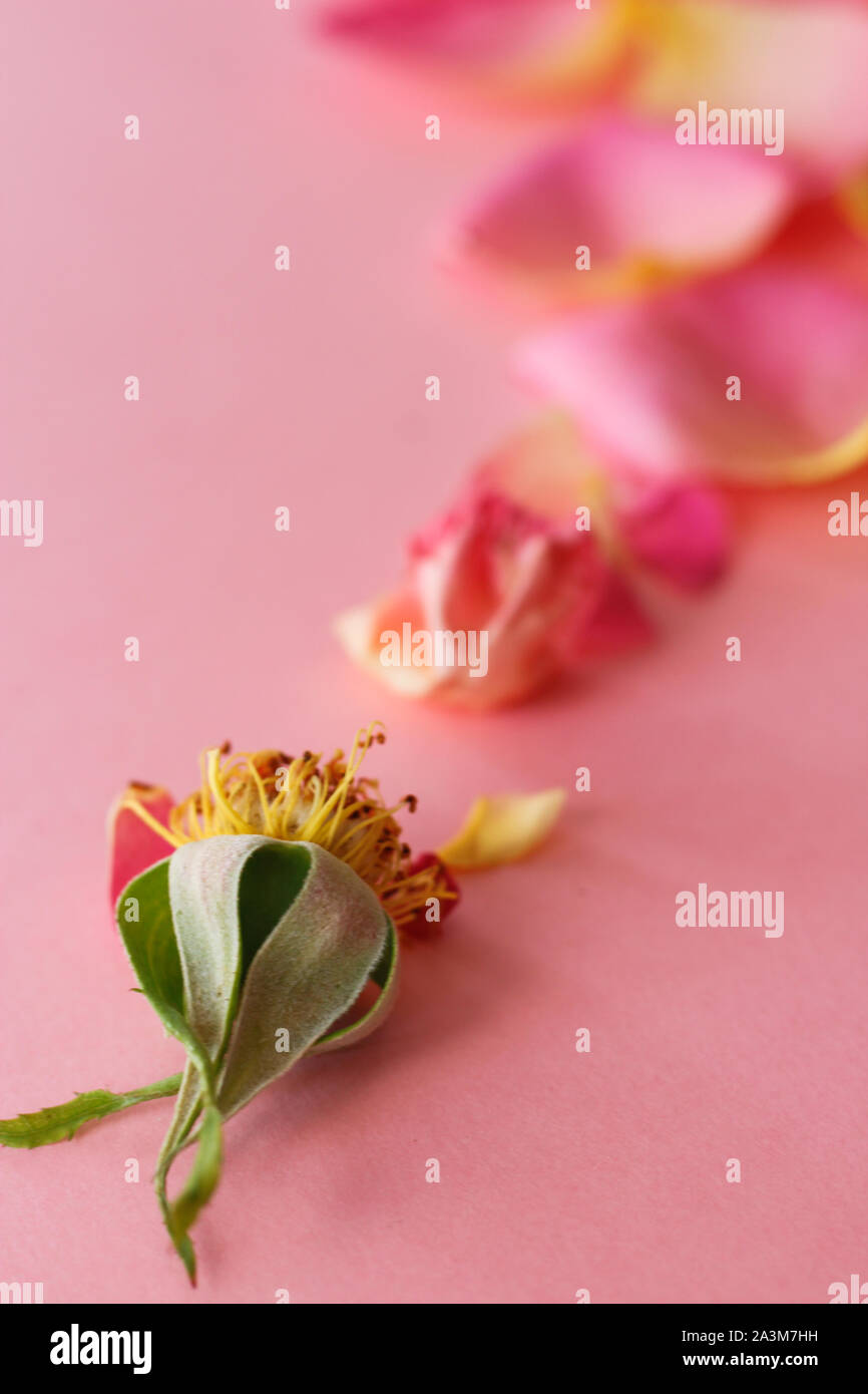 Rose composition hi-res stock photography and images - Alamy