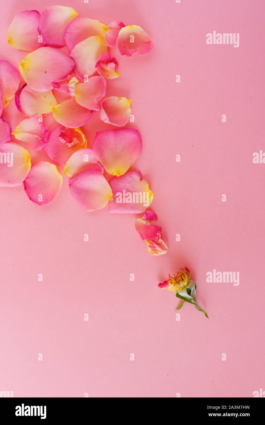 Rose composition hi-res stock photography and images - Alamy