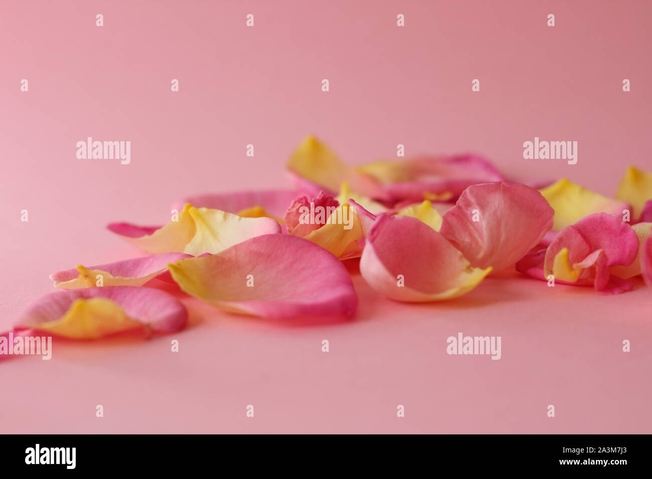 Pink Rose composition with petals Stock Photo - Alamy