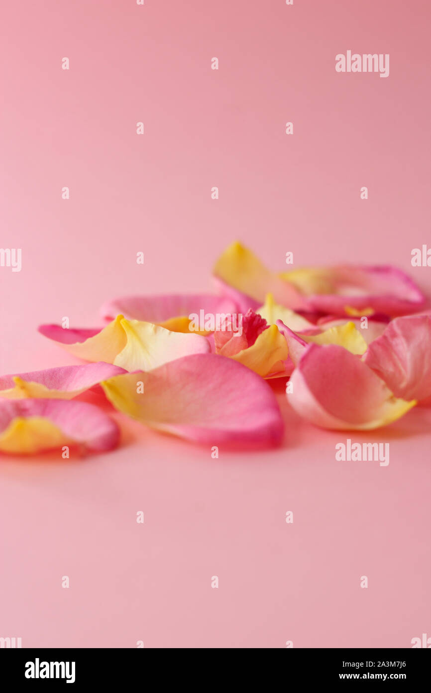 Pink Rose composition with petals Stock Photo - Alamy