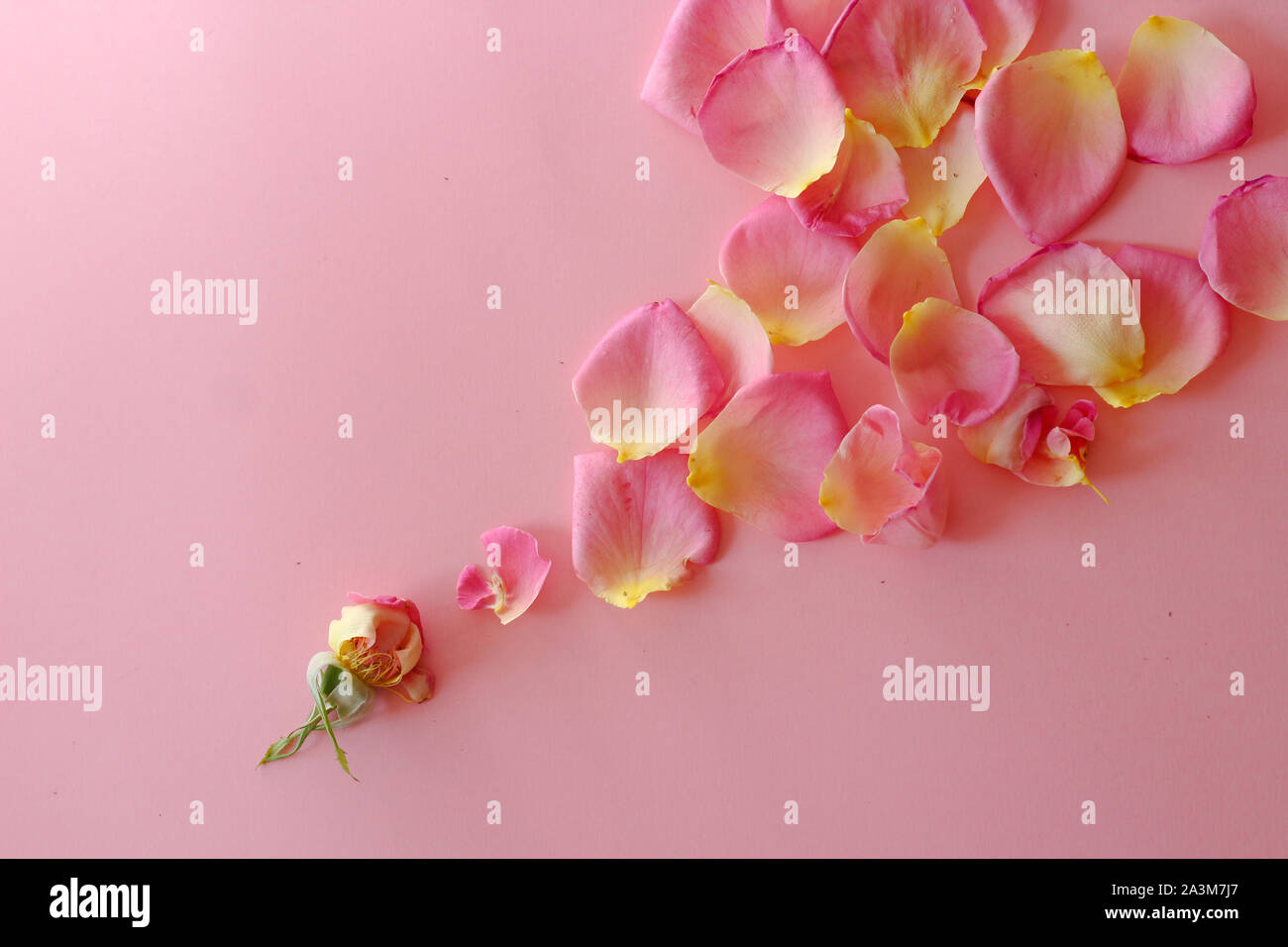 Pink Rose composition with petals Stock Photo - Alamy