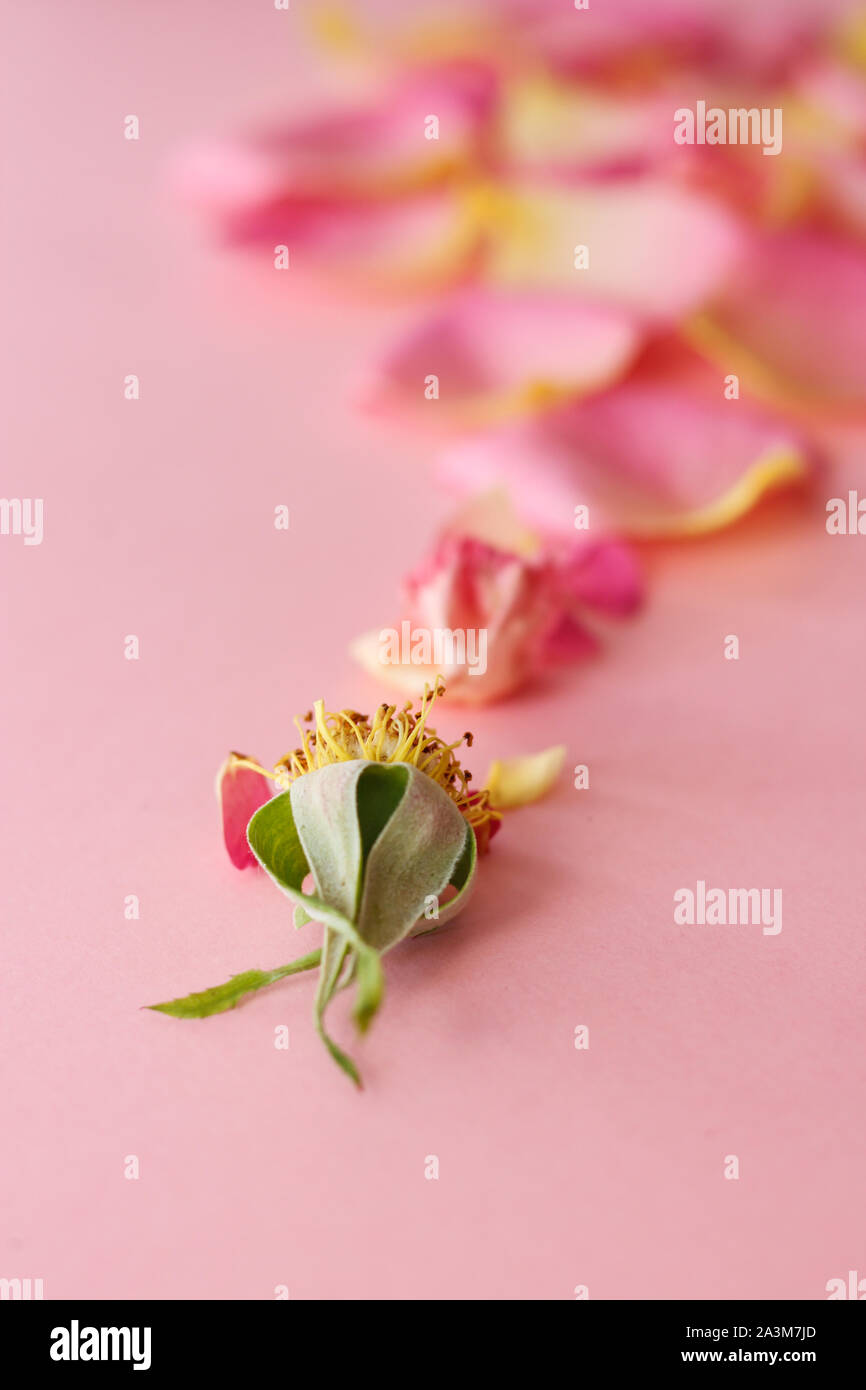 Rose composition hi-res stock photography and images - Alamy