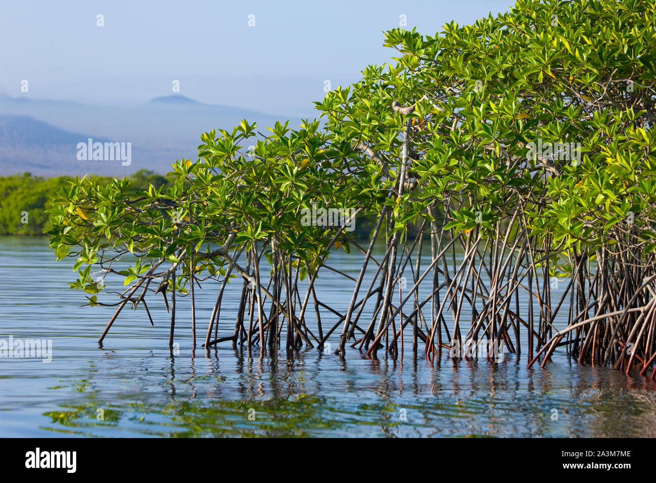 Manglar de ecuador hi-res stock photography and images - Alamy