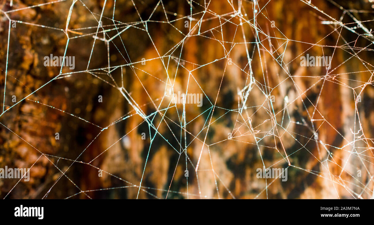 Spider web inside a cave in the view Stock Photo - Alamy