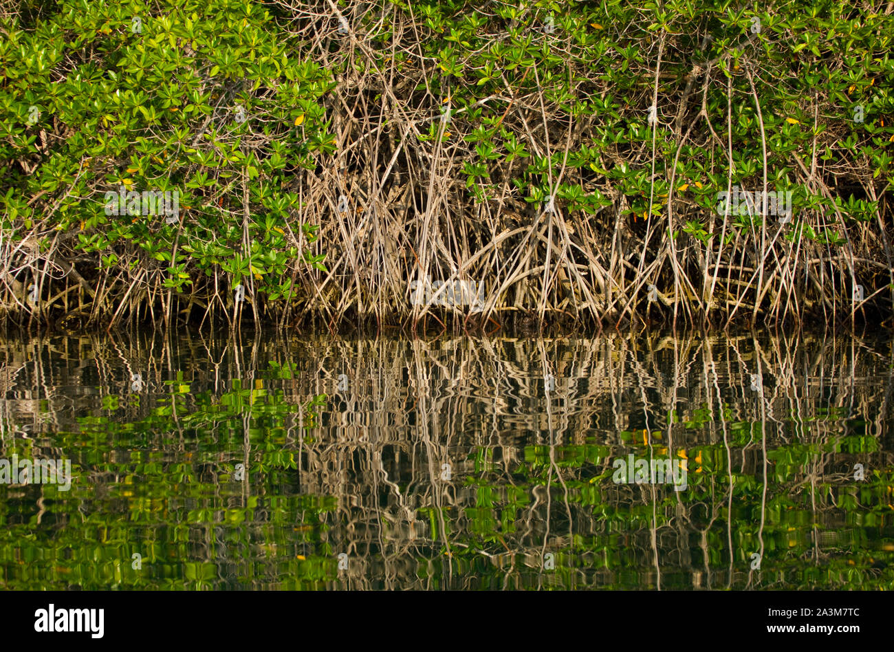 Manglar de galápagos hi-res stock photography and images - Alamy