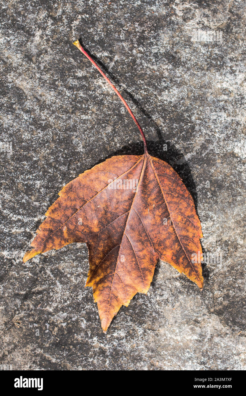 Dry tree leaf as an Autumn background Stock Photo - Alamy