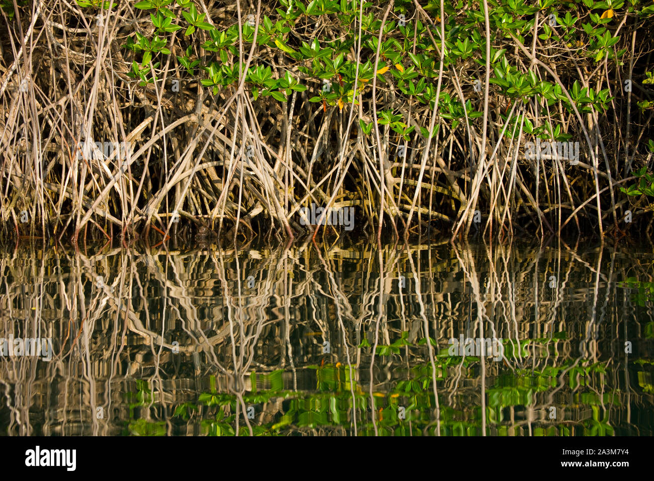Manglar de galápagos hi-res stock photography and images - Alamy