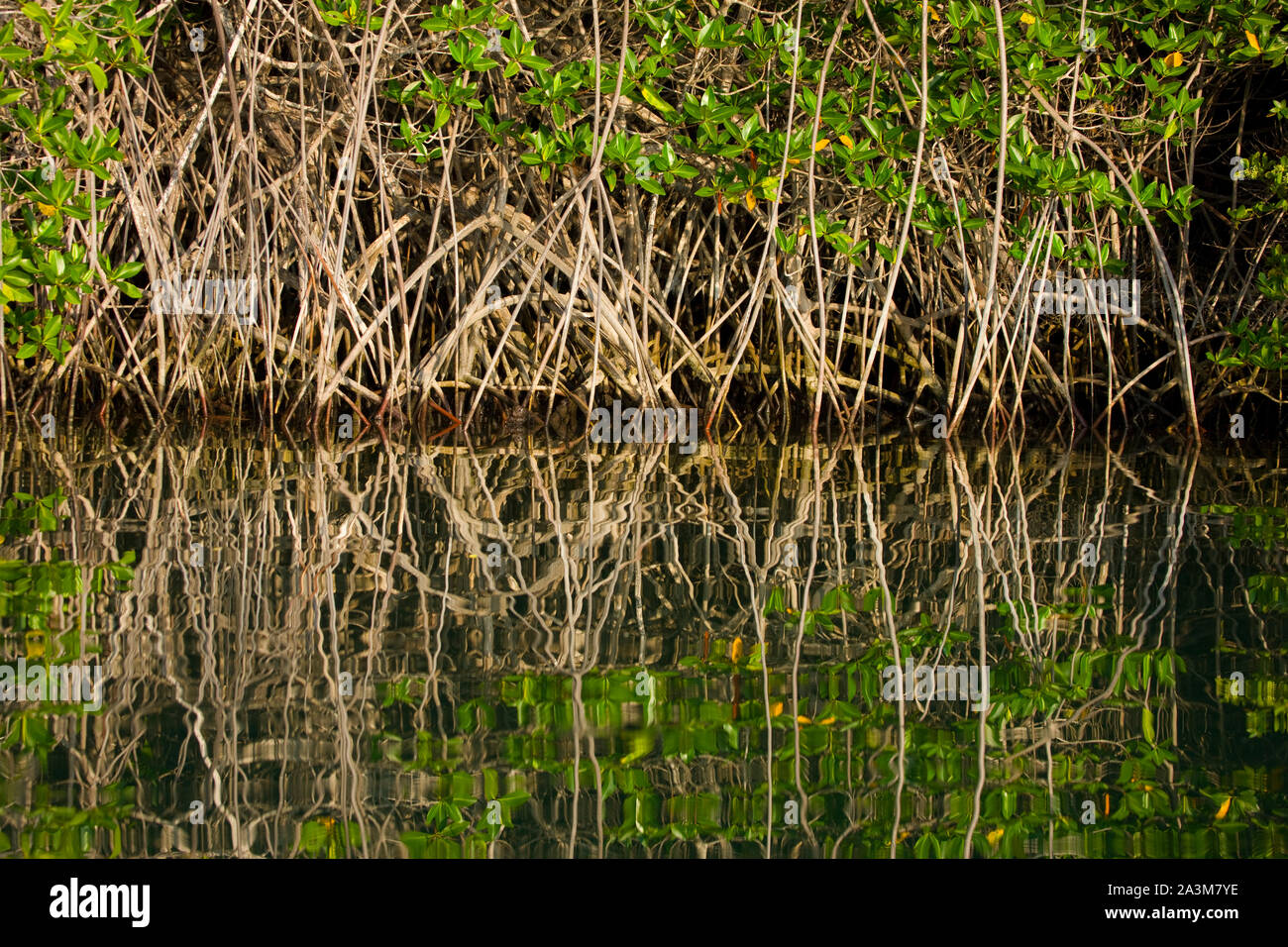 Manglar ecuador hi-res stock photography and images - Alamy