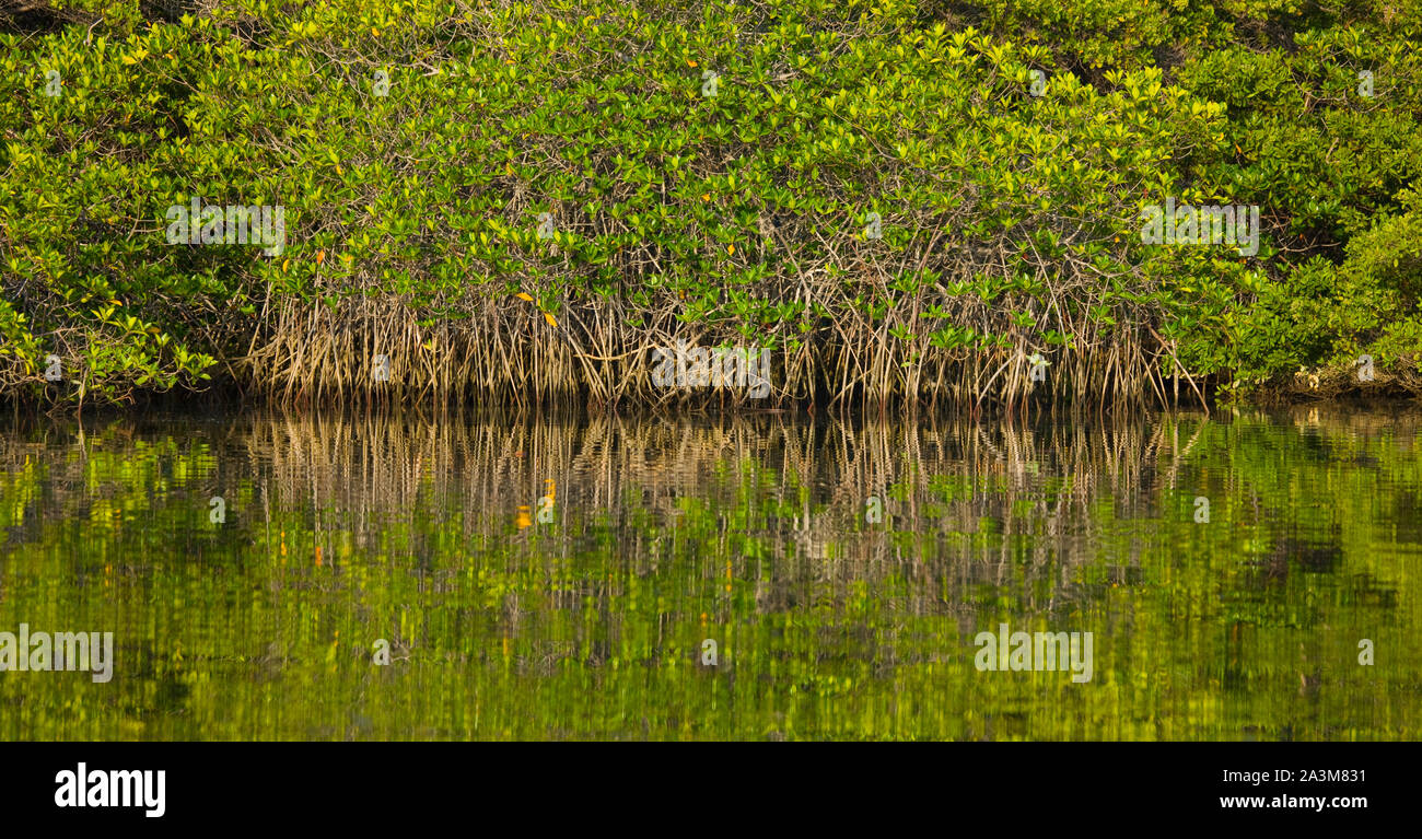 Manglar ecuador hi-res stock photography and images - Alamy