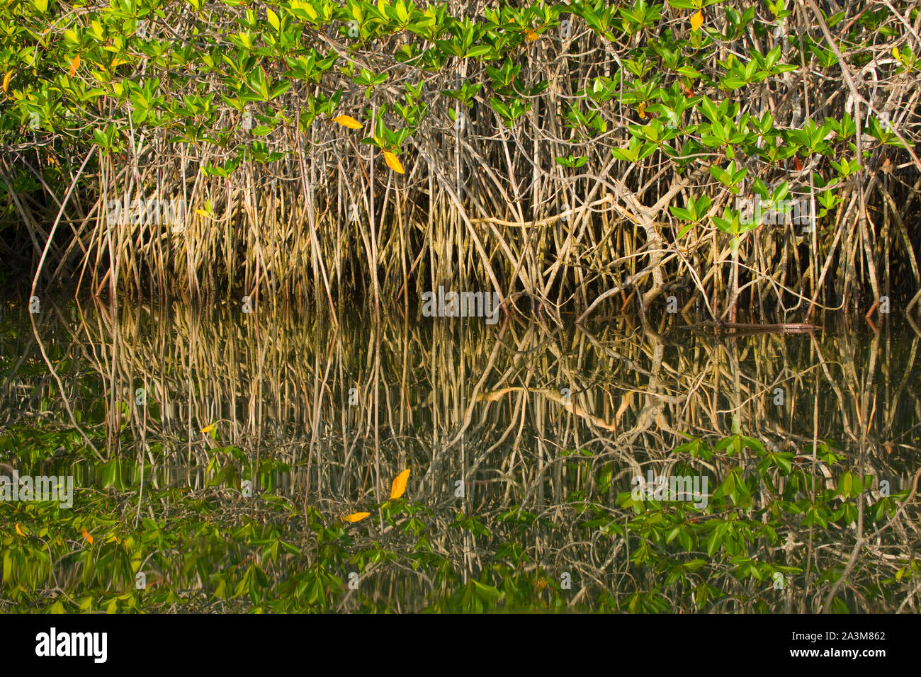 Manglar ecuador hi-res stock photography and images - Alamy