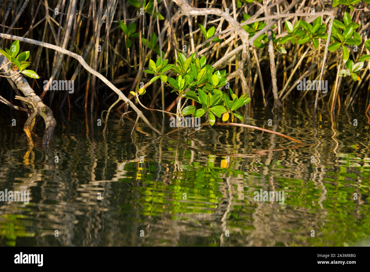 Manglar de ecuador hi-res stock photography and images - Alamy