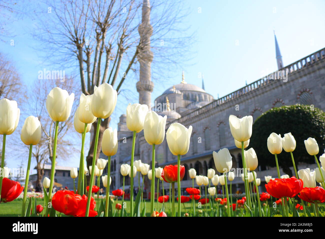Tulips in the Sultanahmet Mosque's garden in Istanbul Stock Photo - Alamy
