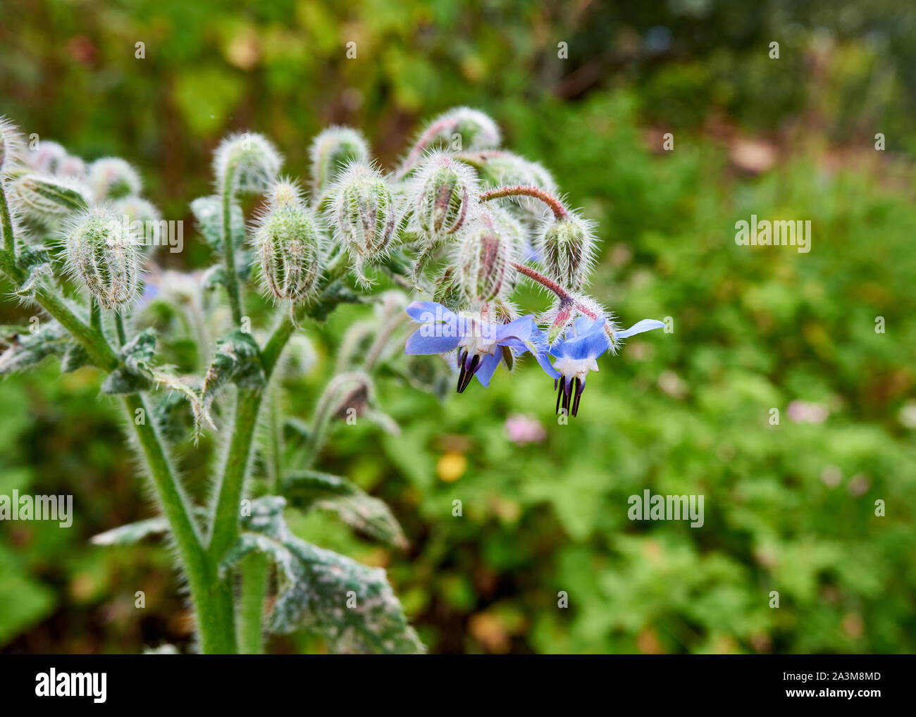 Flowers Stem Drooping High Resolution Stock Photography and Images - Alamy