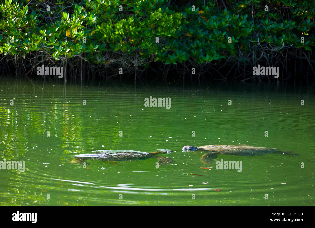 Tortuga verde de galapagos hi-res stock photography and images - Alamy