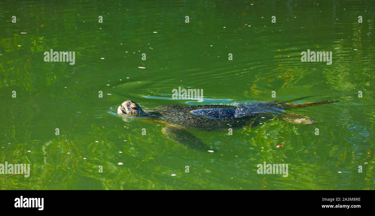 Tortuga verde de galapagos hi-res stock photography and images - Alamy