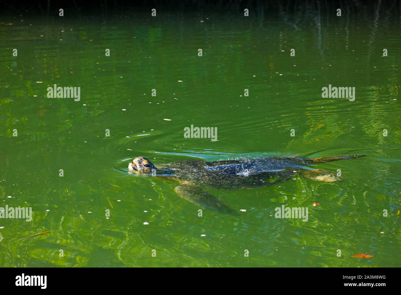 Tortuga verde de galapagos hi-res stock photography and images - Alamy