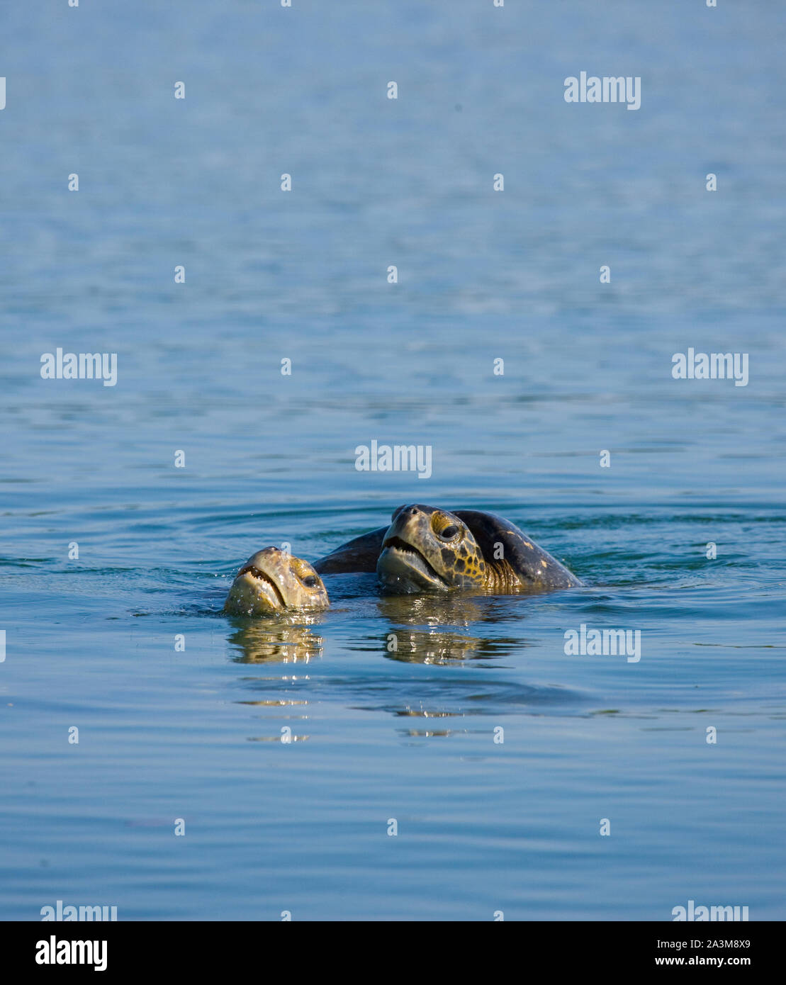Tortuga verde - Green sea turtle (Chelonia mydas). Ecuador, Ensenada ...