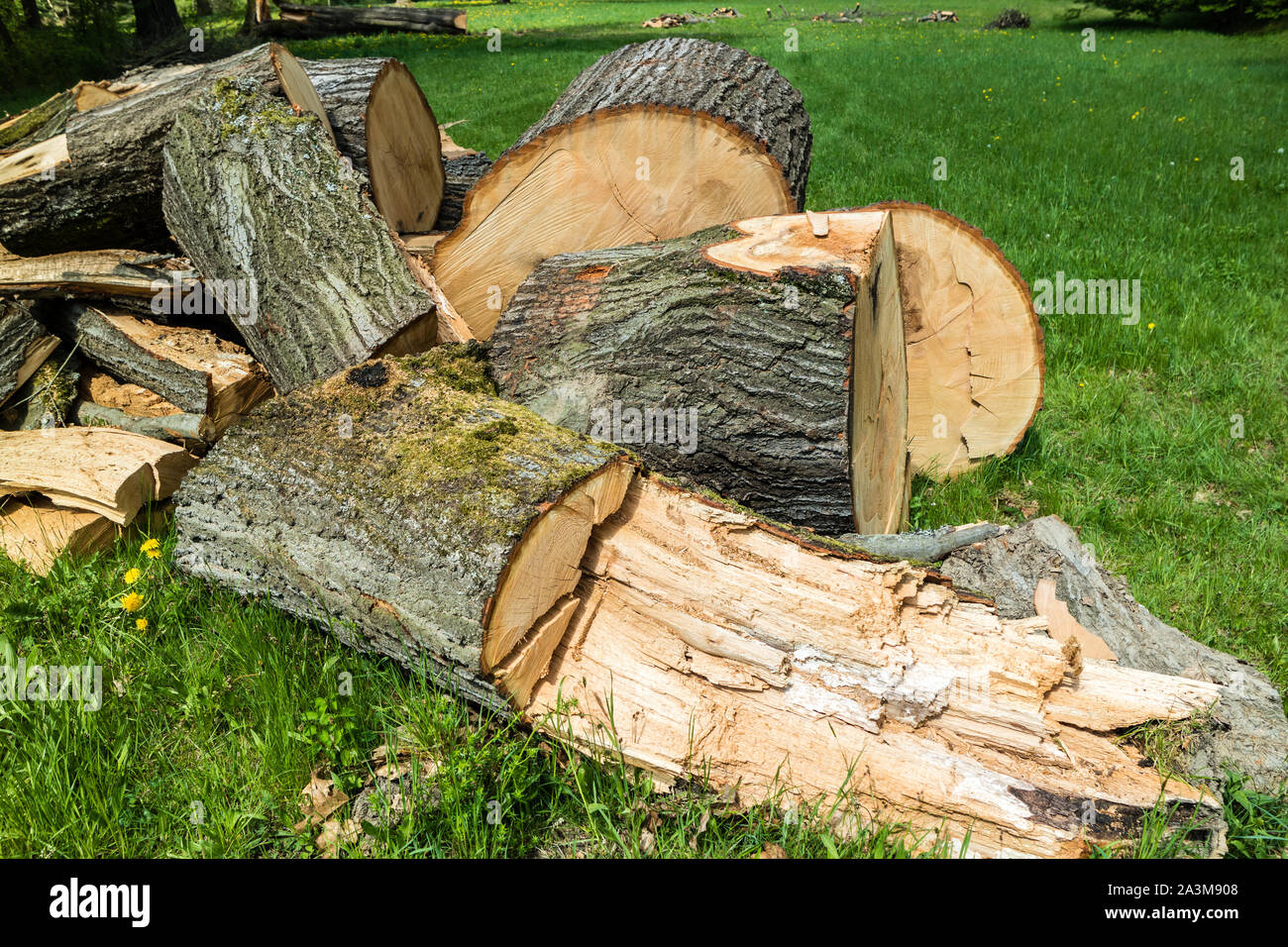 Tree trunk felled Stock Photo - Alamy
