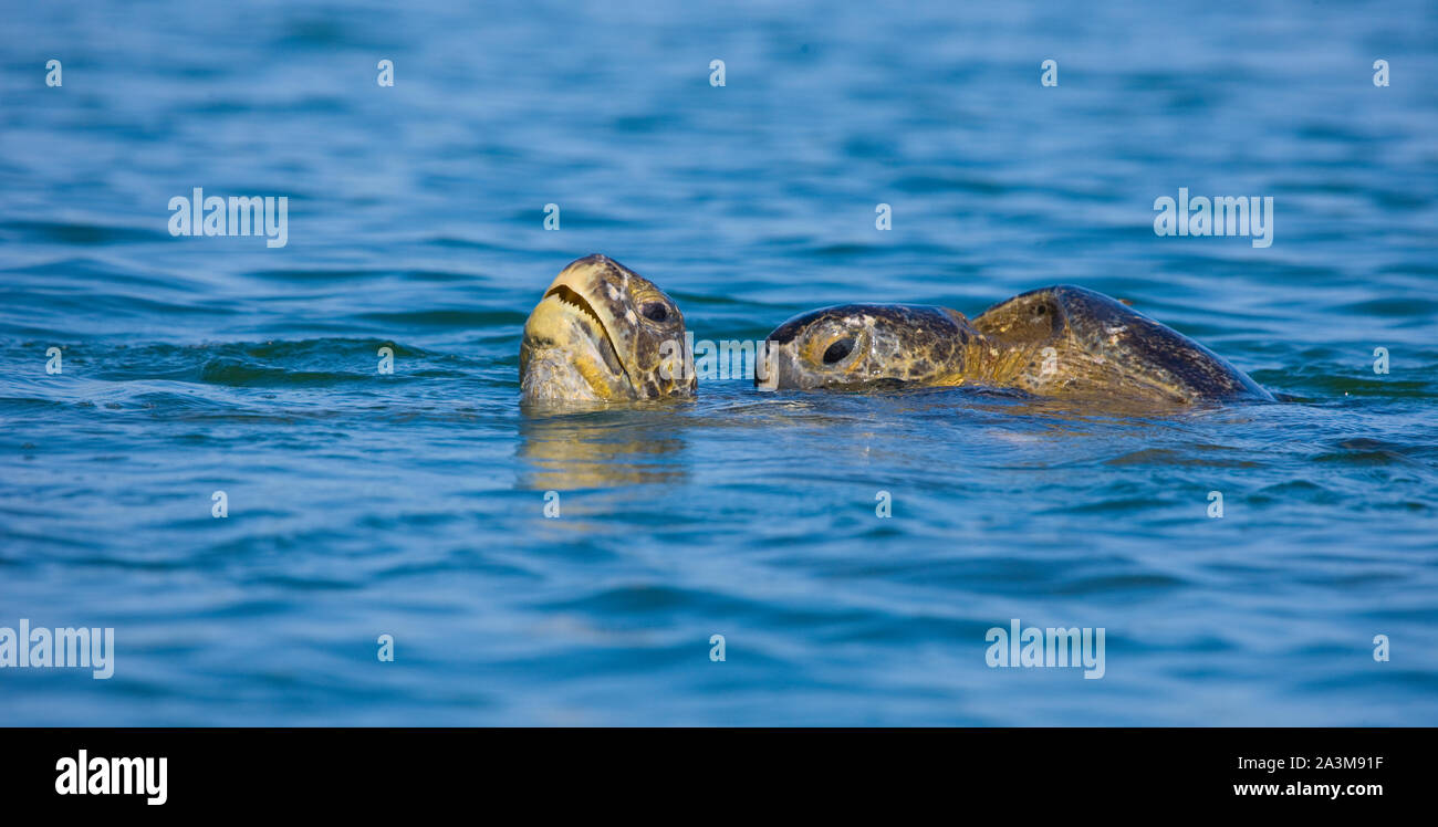 Tortuga verde de galapagos hi-res stock photography and images - Alamy