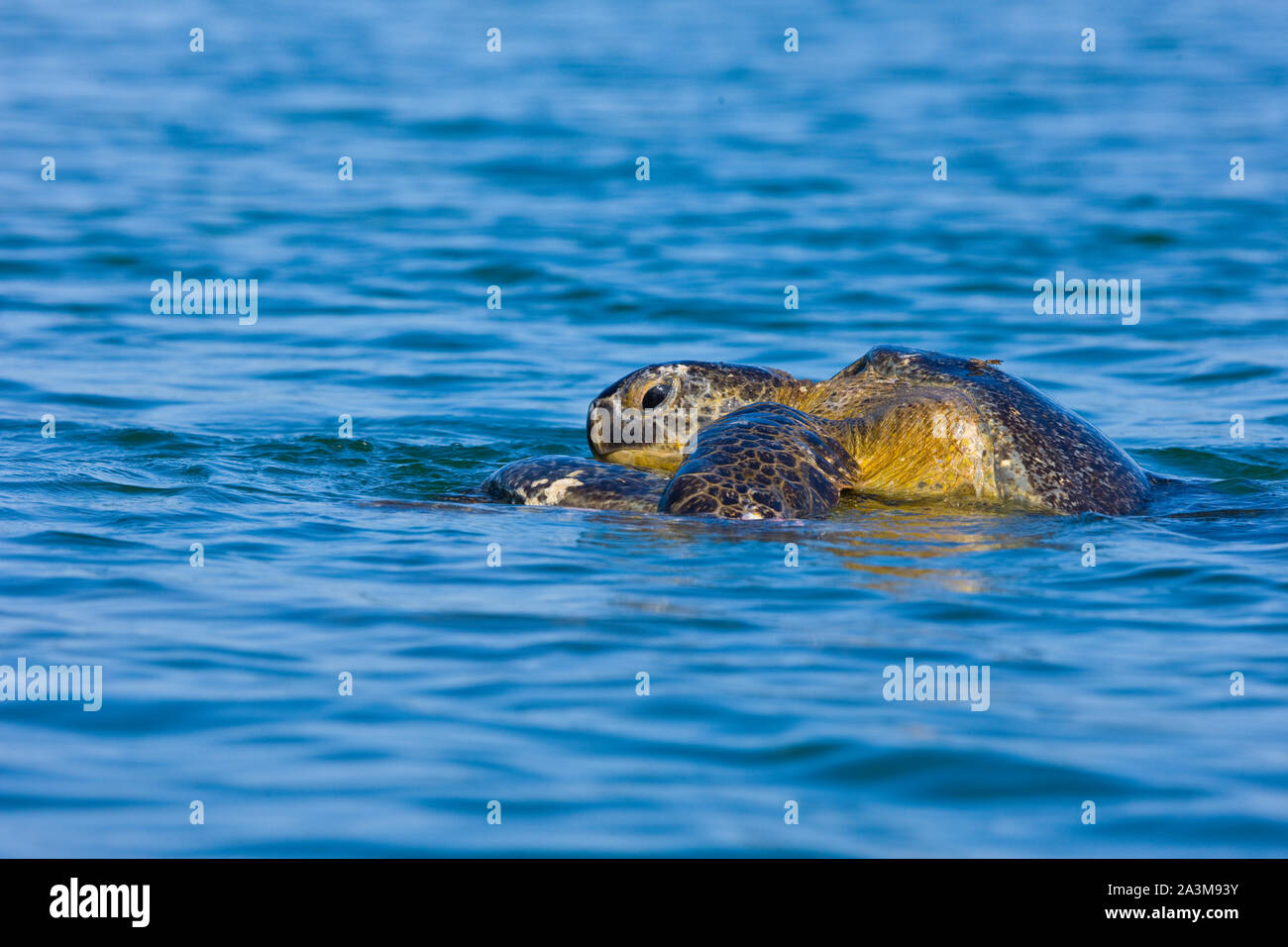 Isla la tortuga hi-res stock photography and images - Alamy
