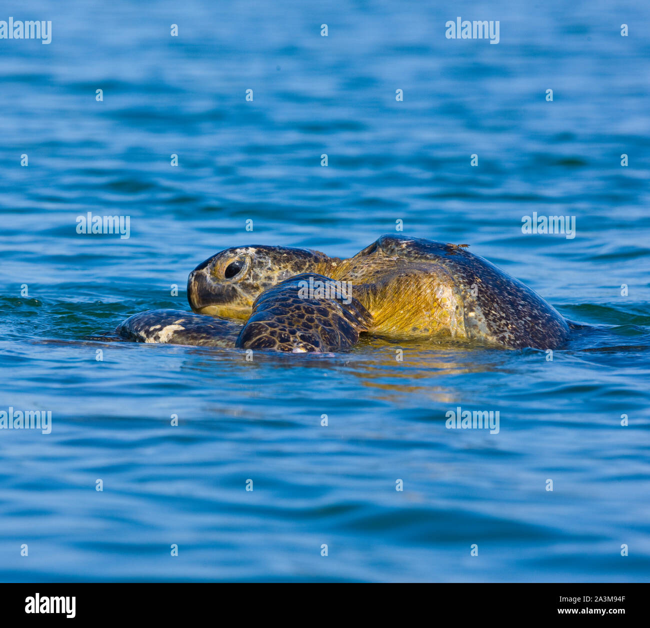 Isla la tortuga hi-res stock photography and images - Alamy