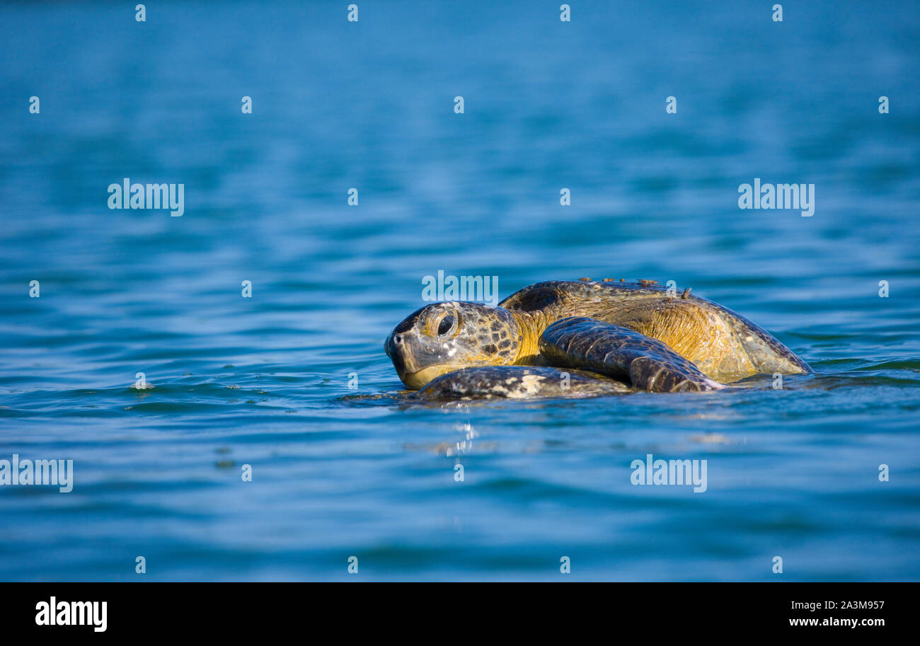 Tortuga ensenada hi-res stock photography and images - Alamy