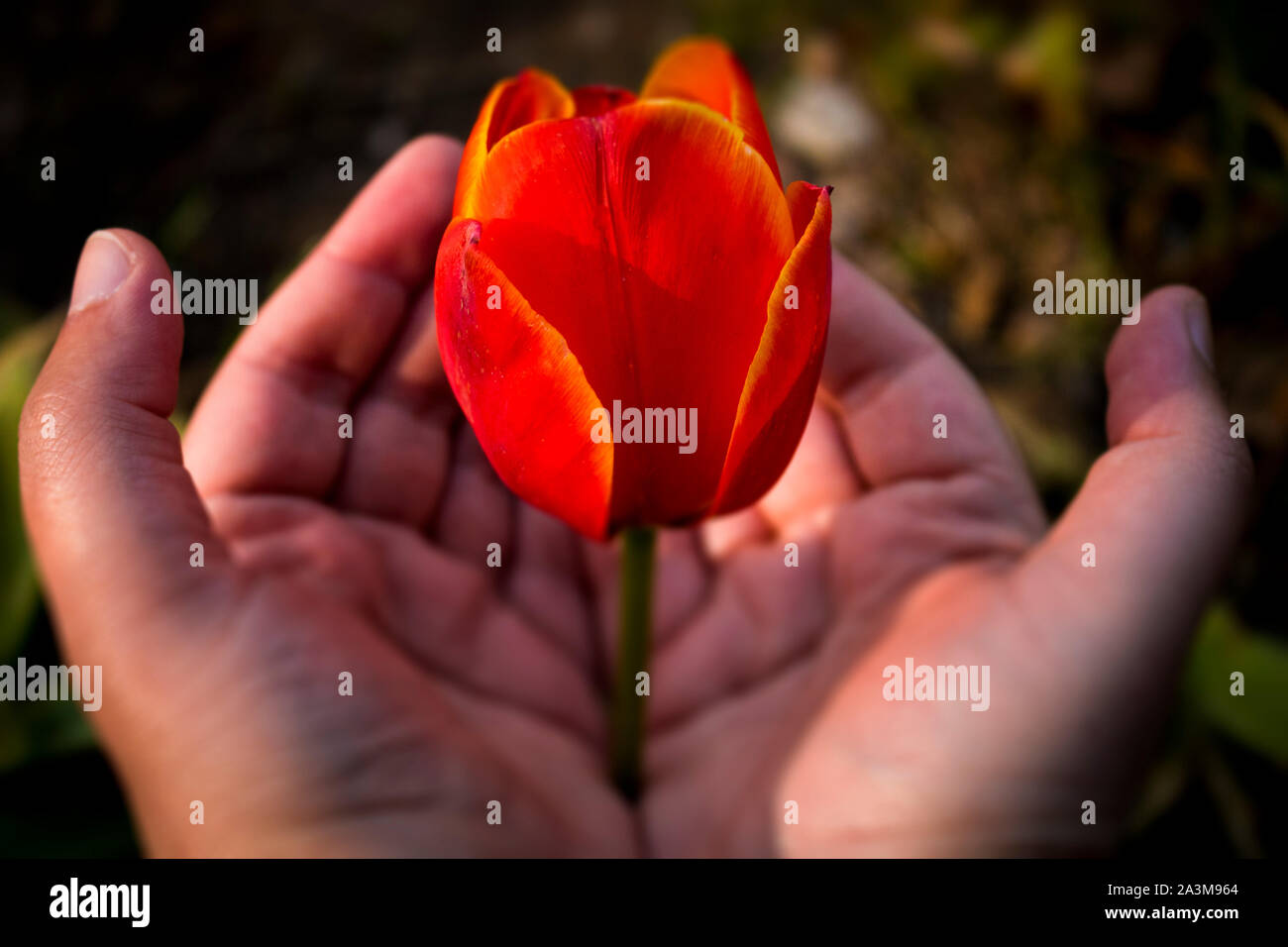 Tulip fingers hi-res stock photography and images - Alamy