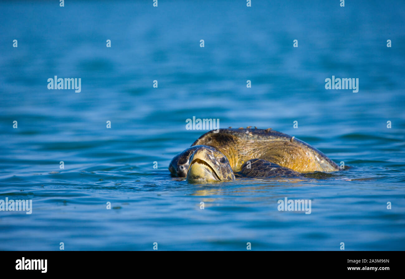 Isla la tortuga hi-res stock photography and images - Alamy