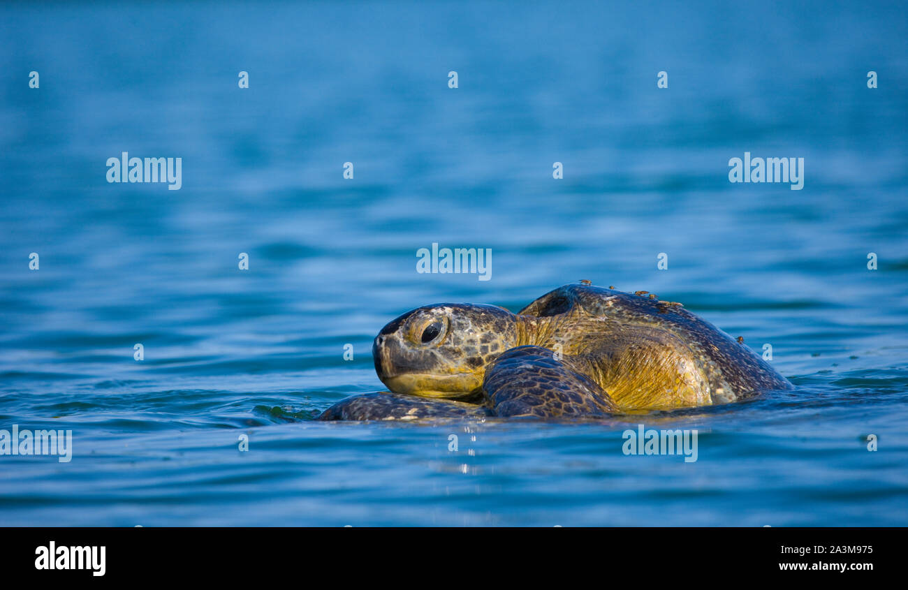 Tortuga verde de galapagos hi-res stock photography and images - Alamy