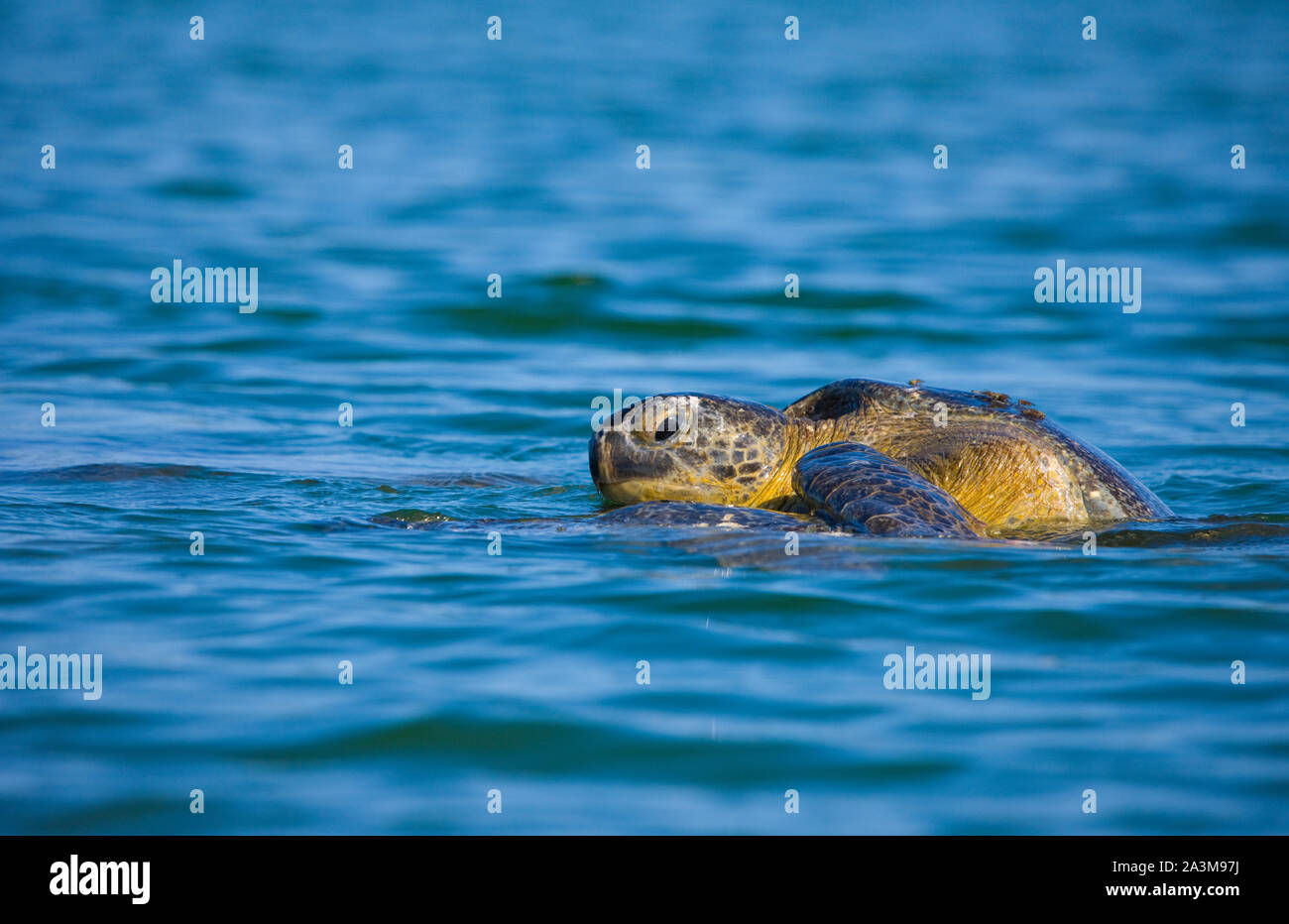 Tortuga verde de galapagos hi-res stock photography and images - Alamy