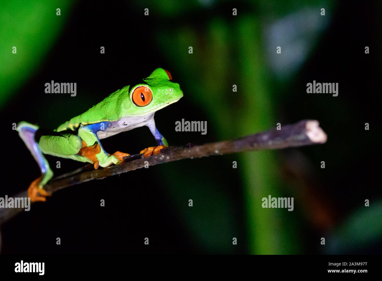 red eyed tree frog on a twig Stock Photo - Alamy