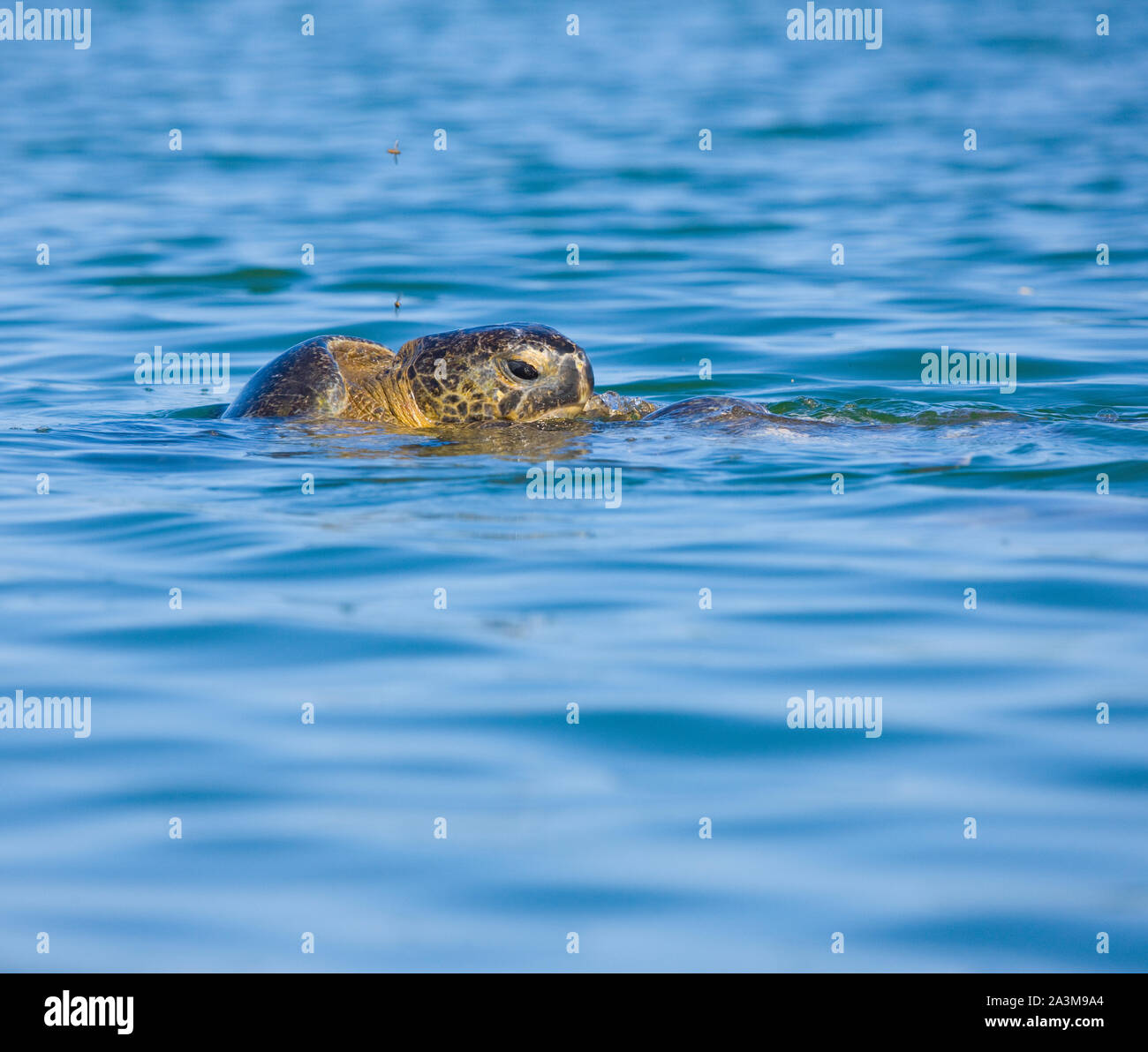 Isla la tortuga hi-res stock photography and images - Alamy