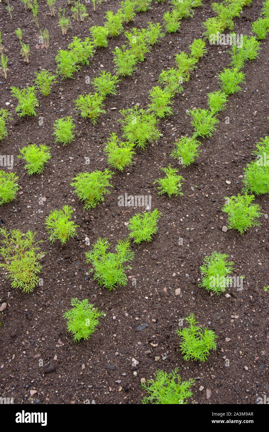 Planting rows hi-res stock photography and images - Alamy