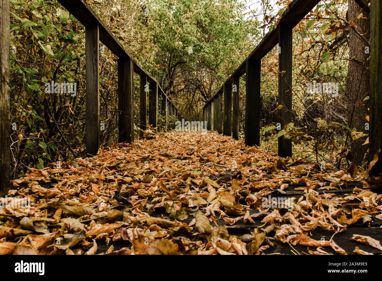 Fall forest path bridge hi-res stock photography and images - Alamy