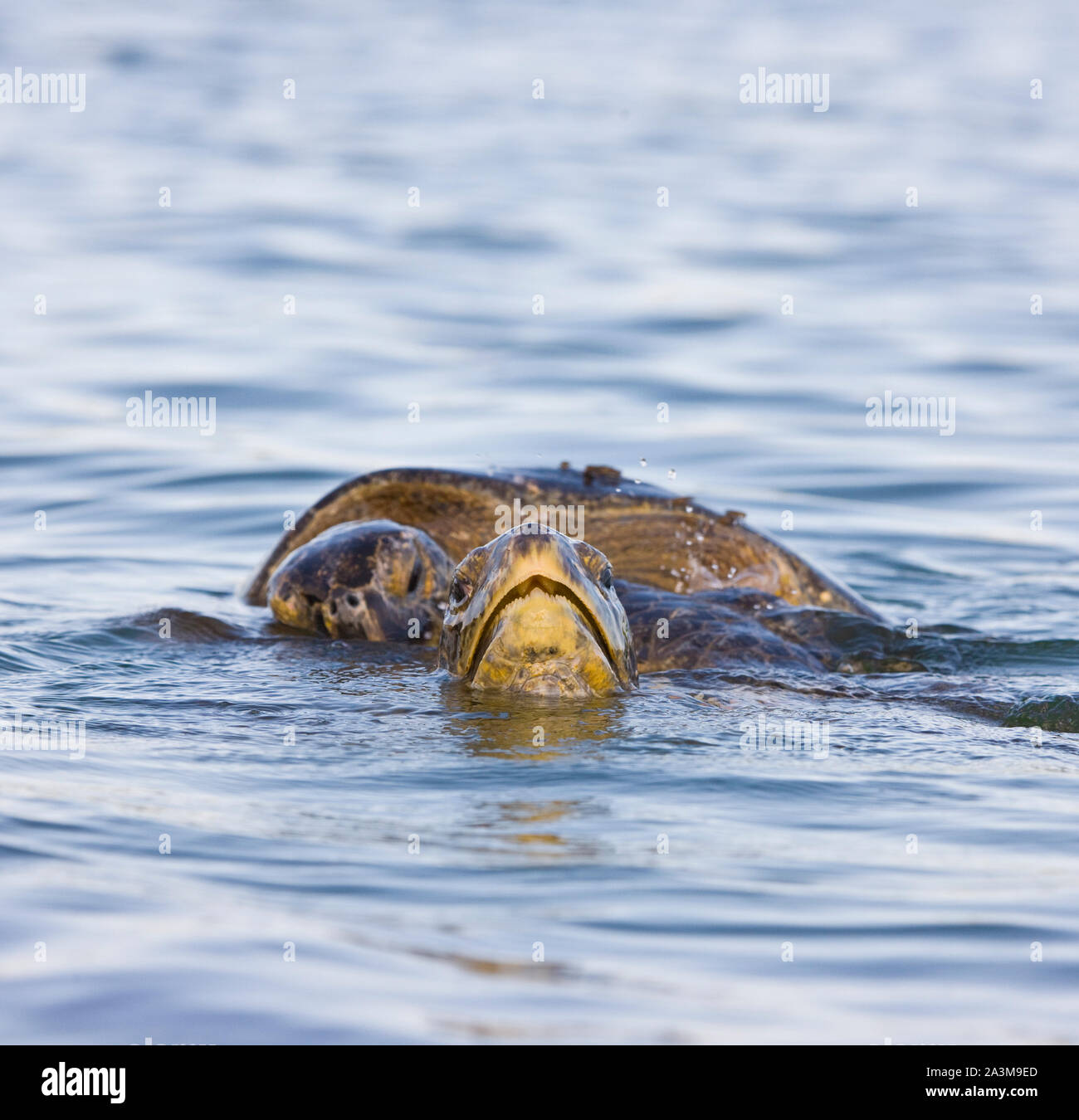 Isla la tortuga hi-res stock photography and images - Alamy