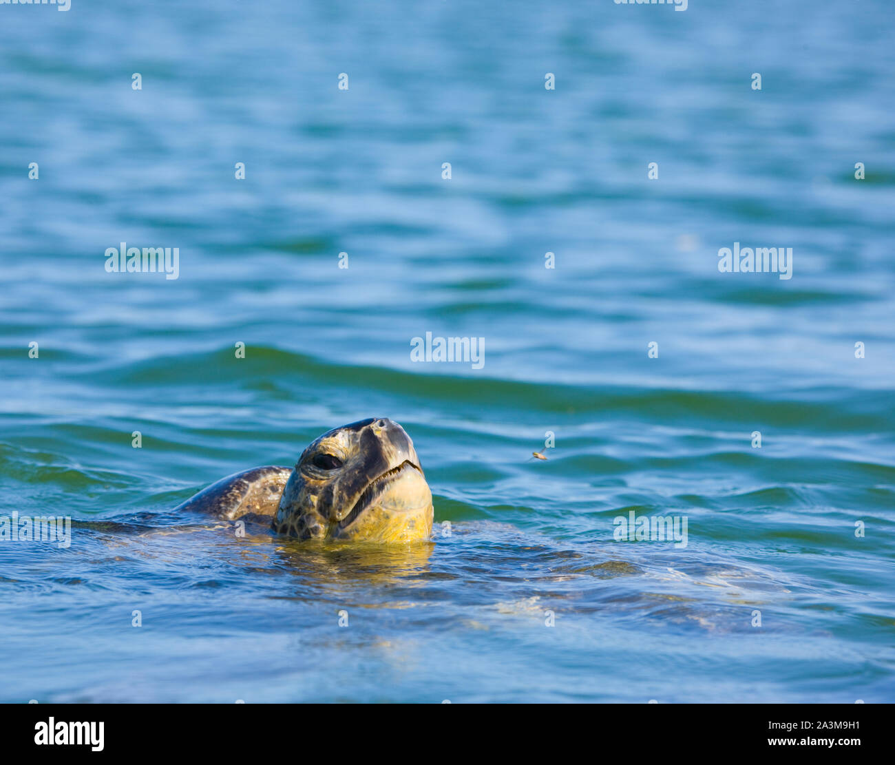 Isla la tortuga hi-res stock photography and images - Alamy