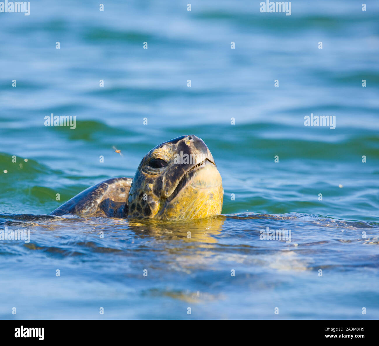 Isla la tortuga hi-res stock photography and images - Alamy