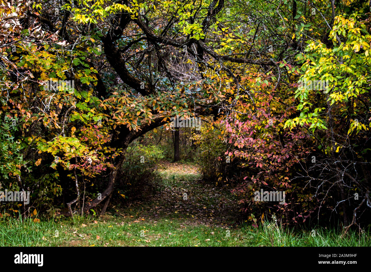 Clearing in the woods hi-res stock photography and images - Alamy