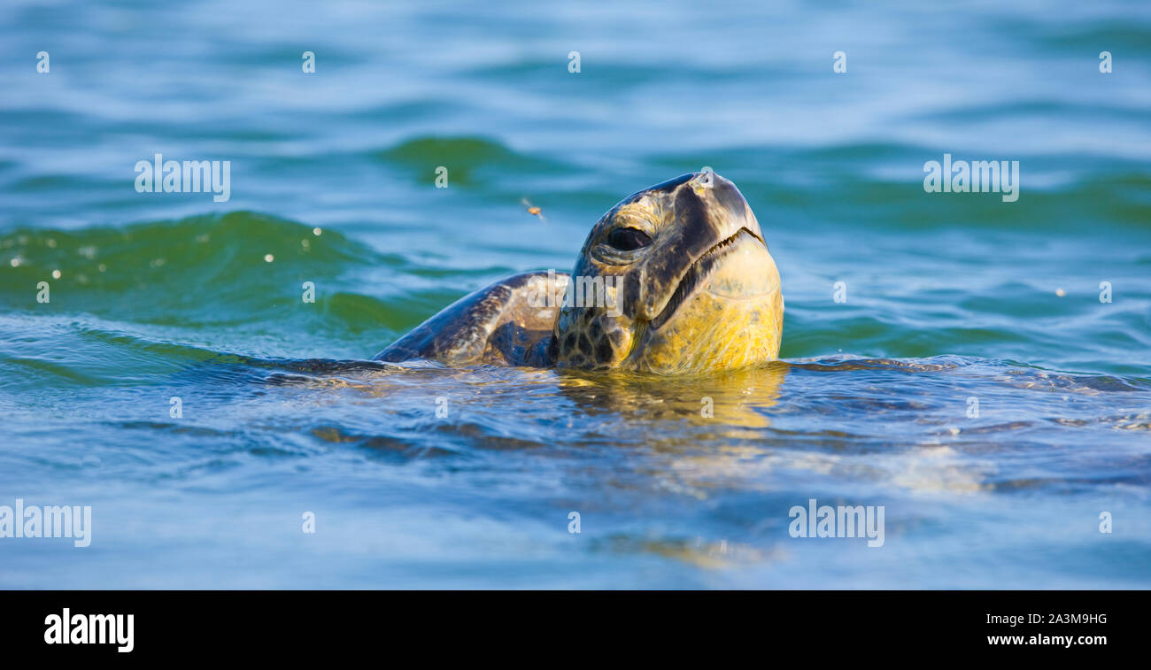 Tortuga verde de galapagos hi-res stock photography and images - Alamy