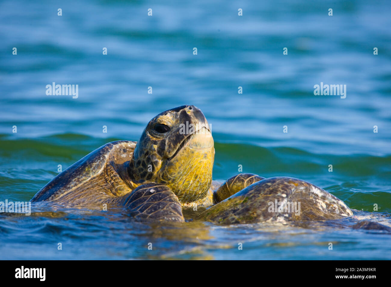 Tortuga verde hi-res stock photography and images - Alamy