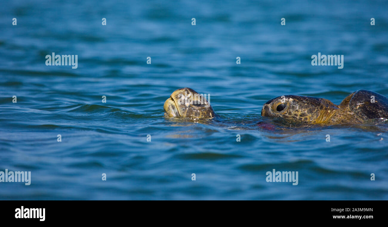 Tortuga verde de galapagos hi-res stock photography and images - Alamy