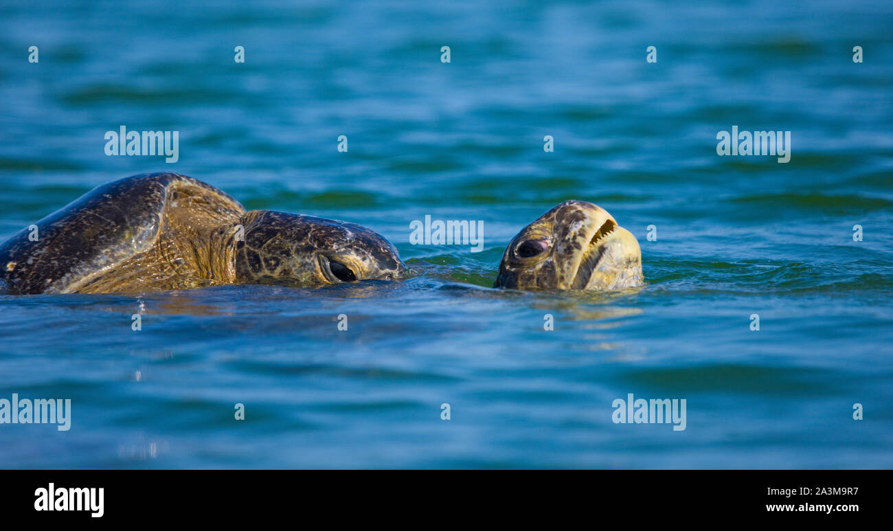 Tortuga verde de galapagos hi-res stock photography and images - Alamy