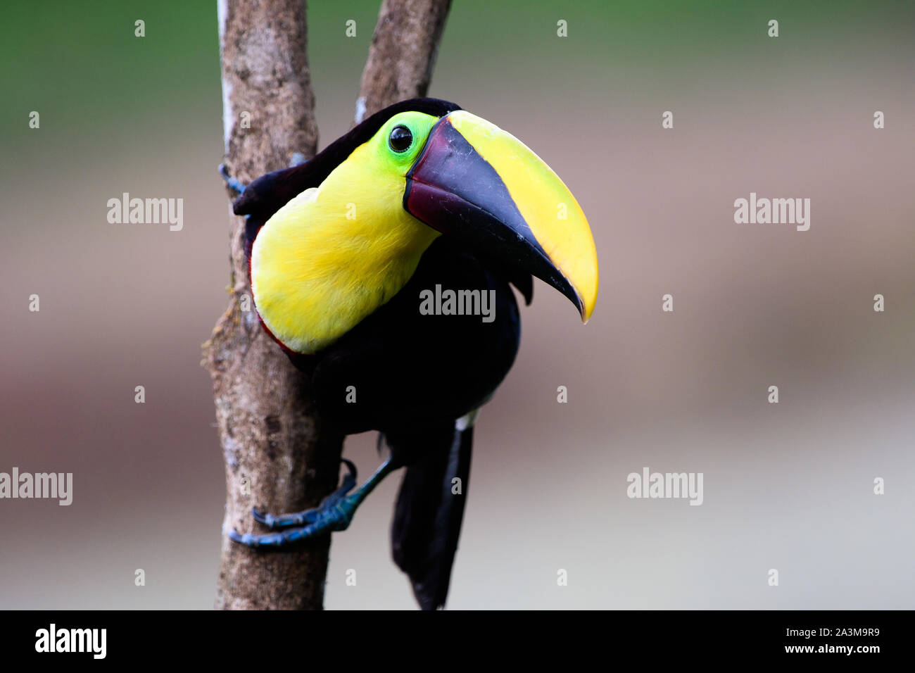 Close up of a black mandibled toucan Stock Photo - Alamy
