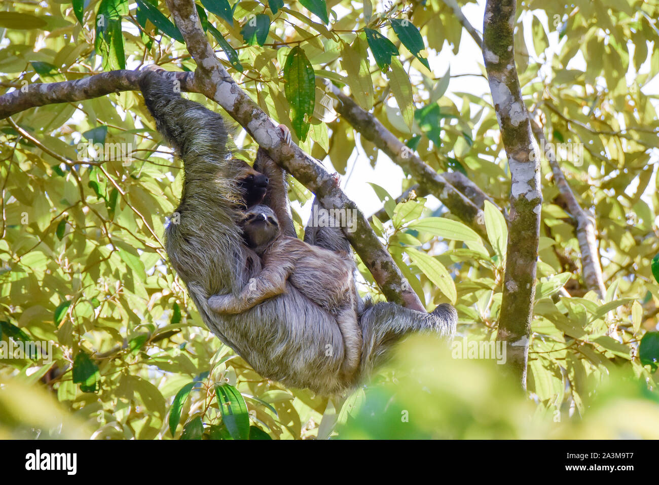 Sloth mother and baby hi-res stock photography and images - Alamy