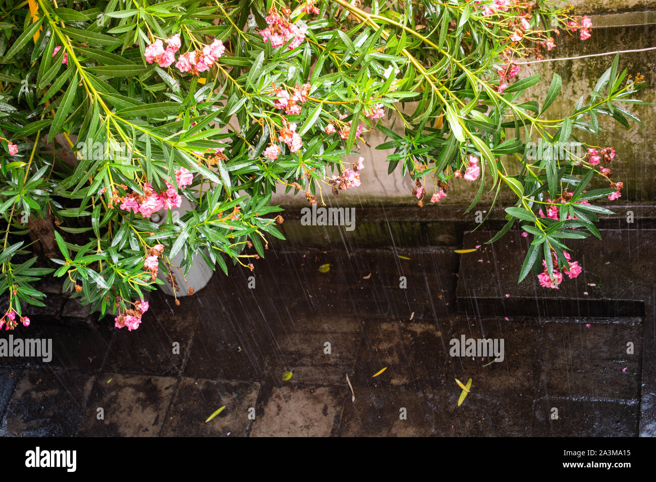A tree with pink flowers during rain on display Stock Photo - Alamy