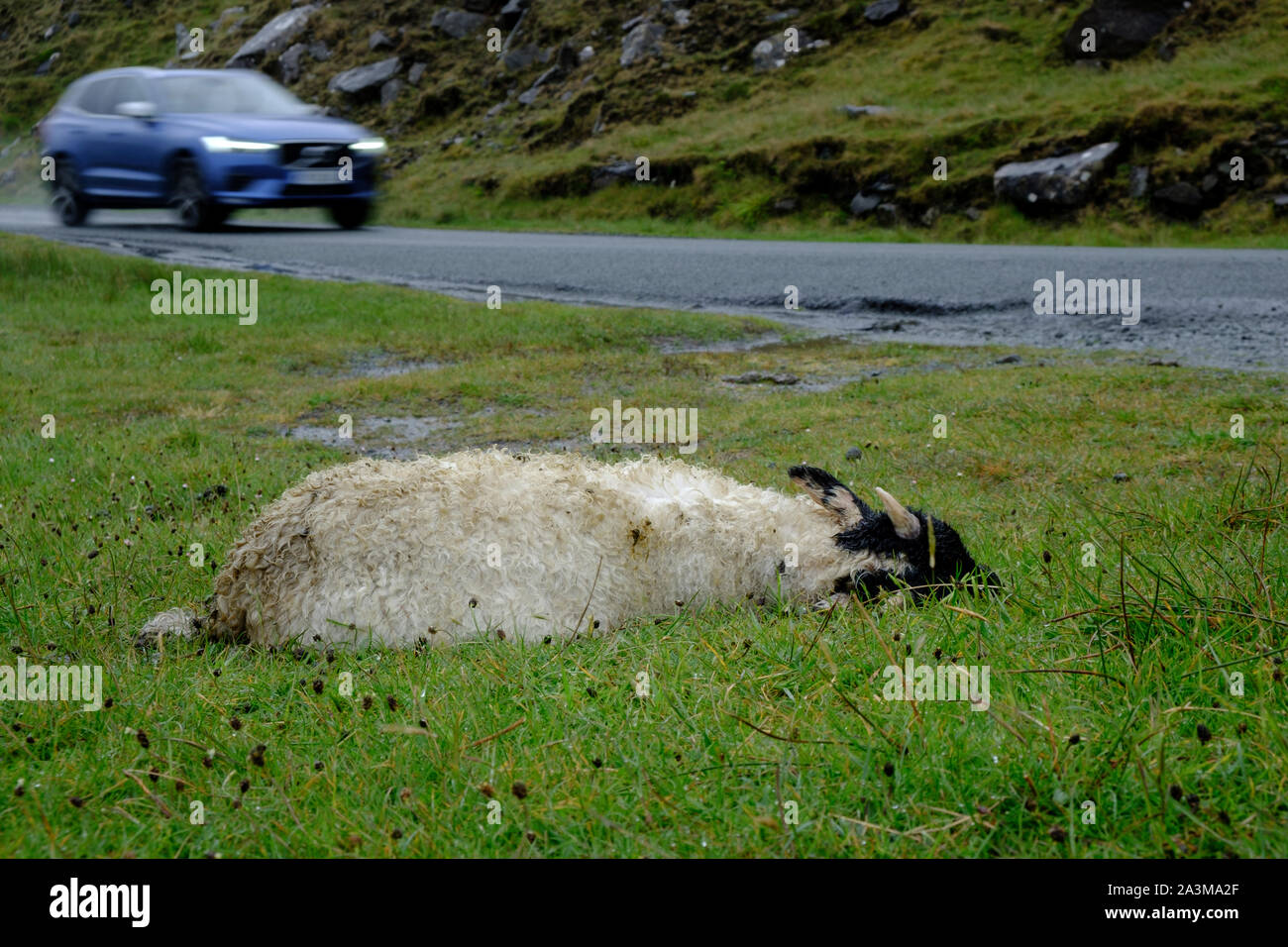 Dead sheep hi-res stock photography and images - Alamy